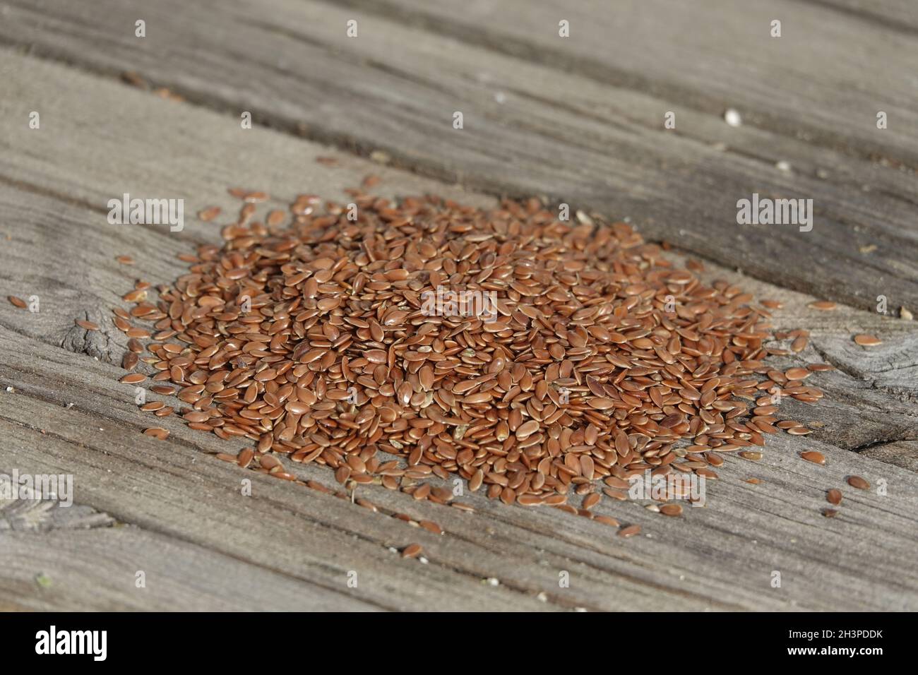 Linum usitatissimum, flax, seeds Stock Photo - Alamy