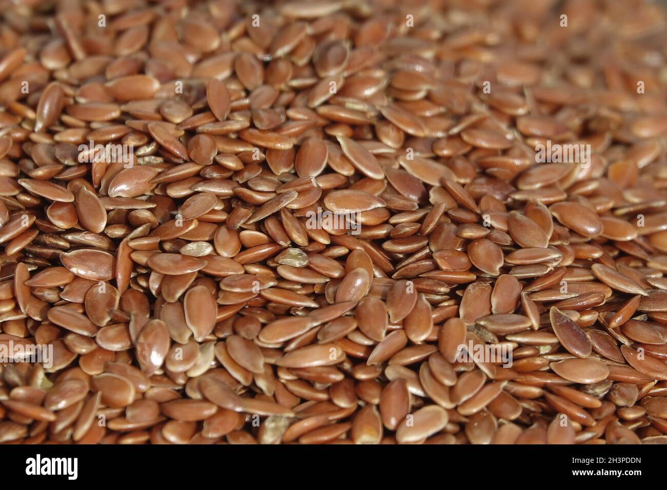 Flax seeds plants hi-res stock photography and images - Alamy