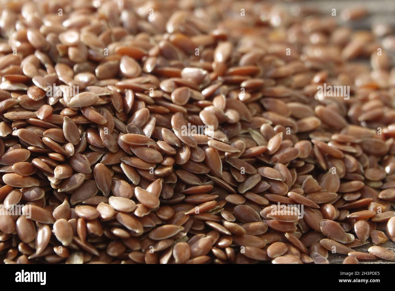 Linum usitatissimum, flax, seeds Stock Photo - Alamy
