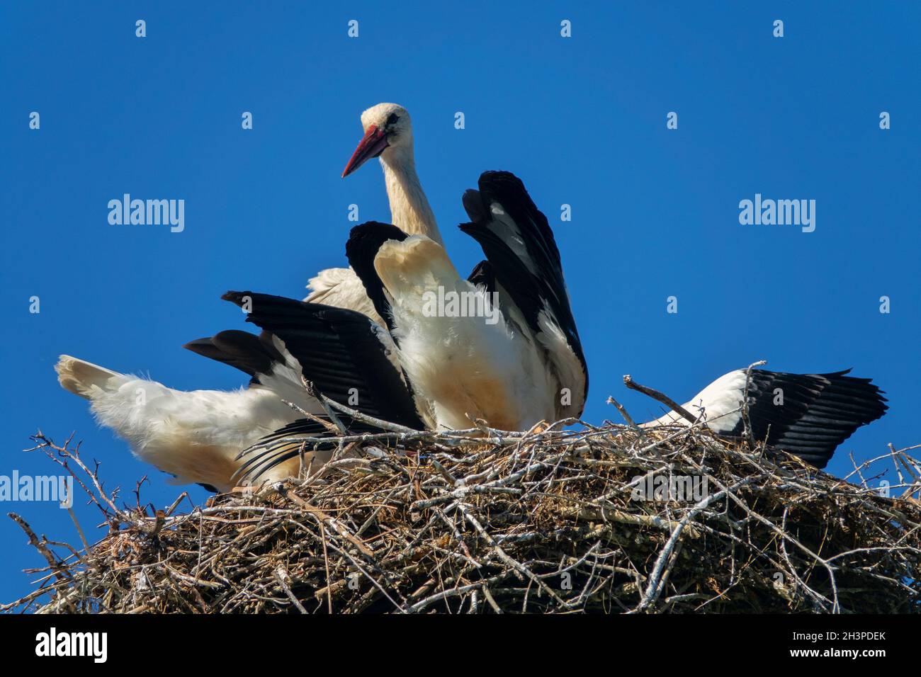 Three white stork Chicks in the nest Stock Photo - Alamy