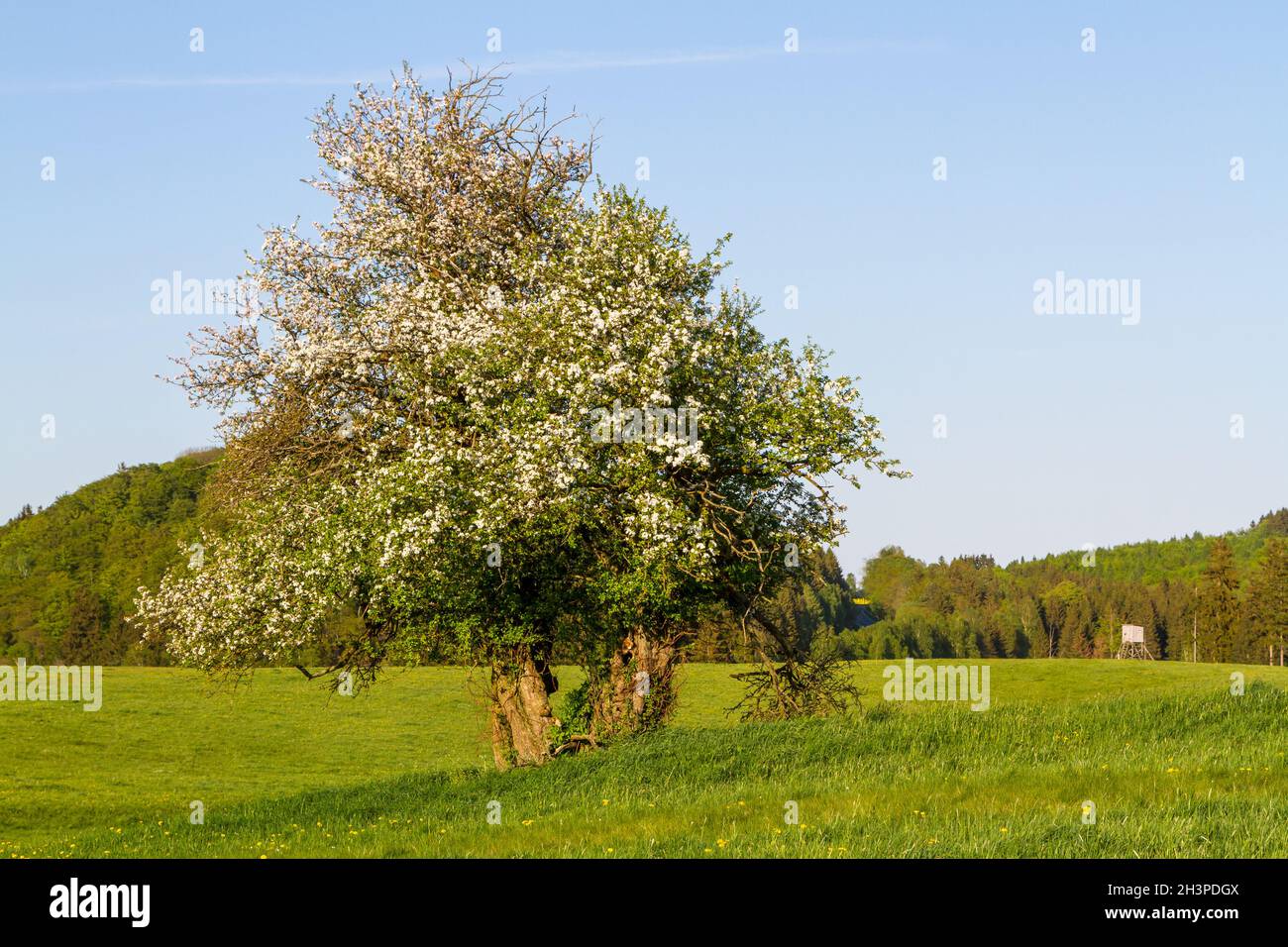 Bla hender apfelbaum hi-res stock photography and images - Alamy