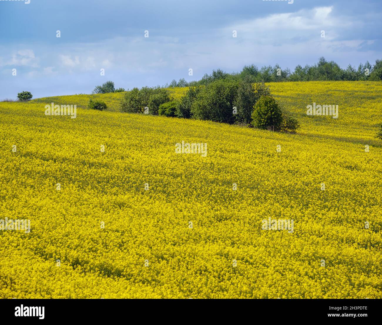 Rapeseed crop ukraine hi-res stock photography and images - Alamy