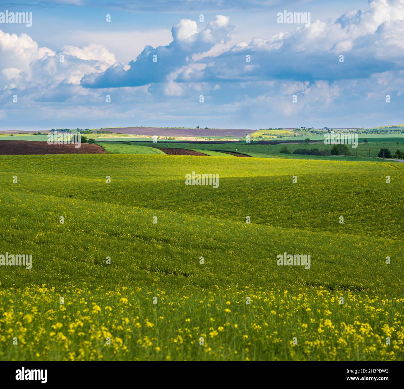 Spring evening view with rapeseed yellow blooming fields in sunlight ...