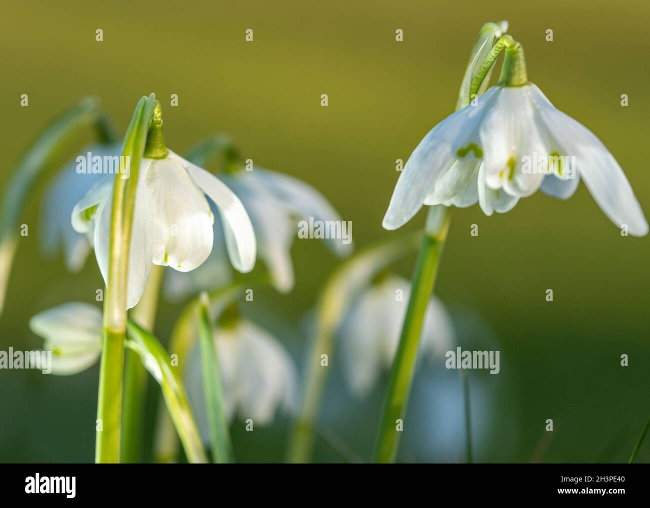 Spring announced snow bells hi-res stock photography and images - Alamy