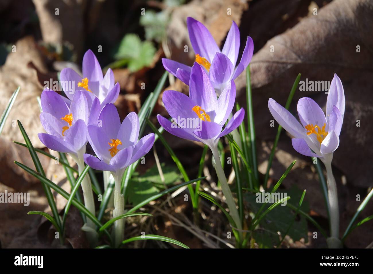 Crocus tommasinianus, woodland crocus Stock Photo - Alamy