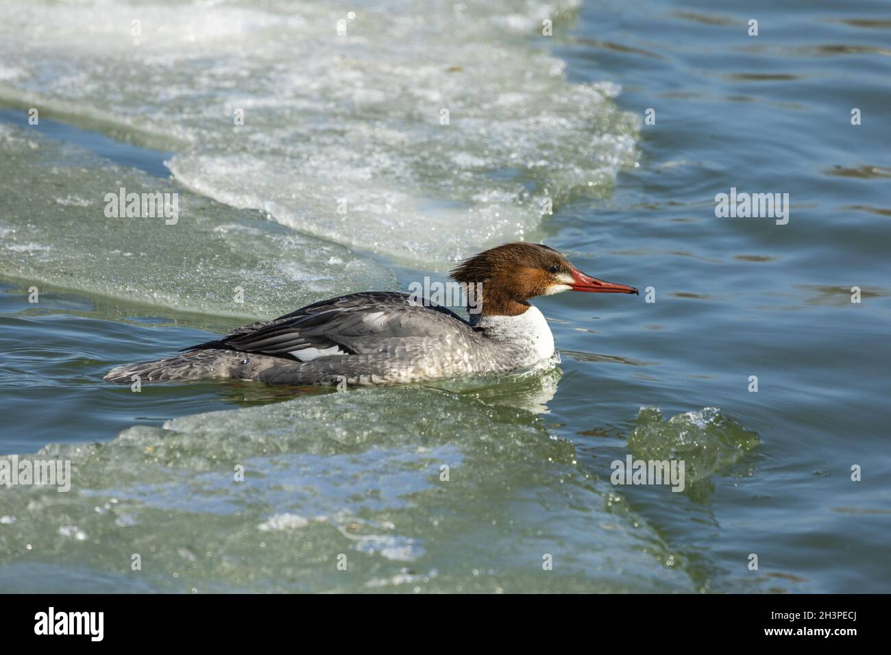 Common merganser (Mergus merganser) hen on a river in Wisconsin during the winter during ...