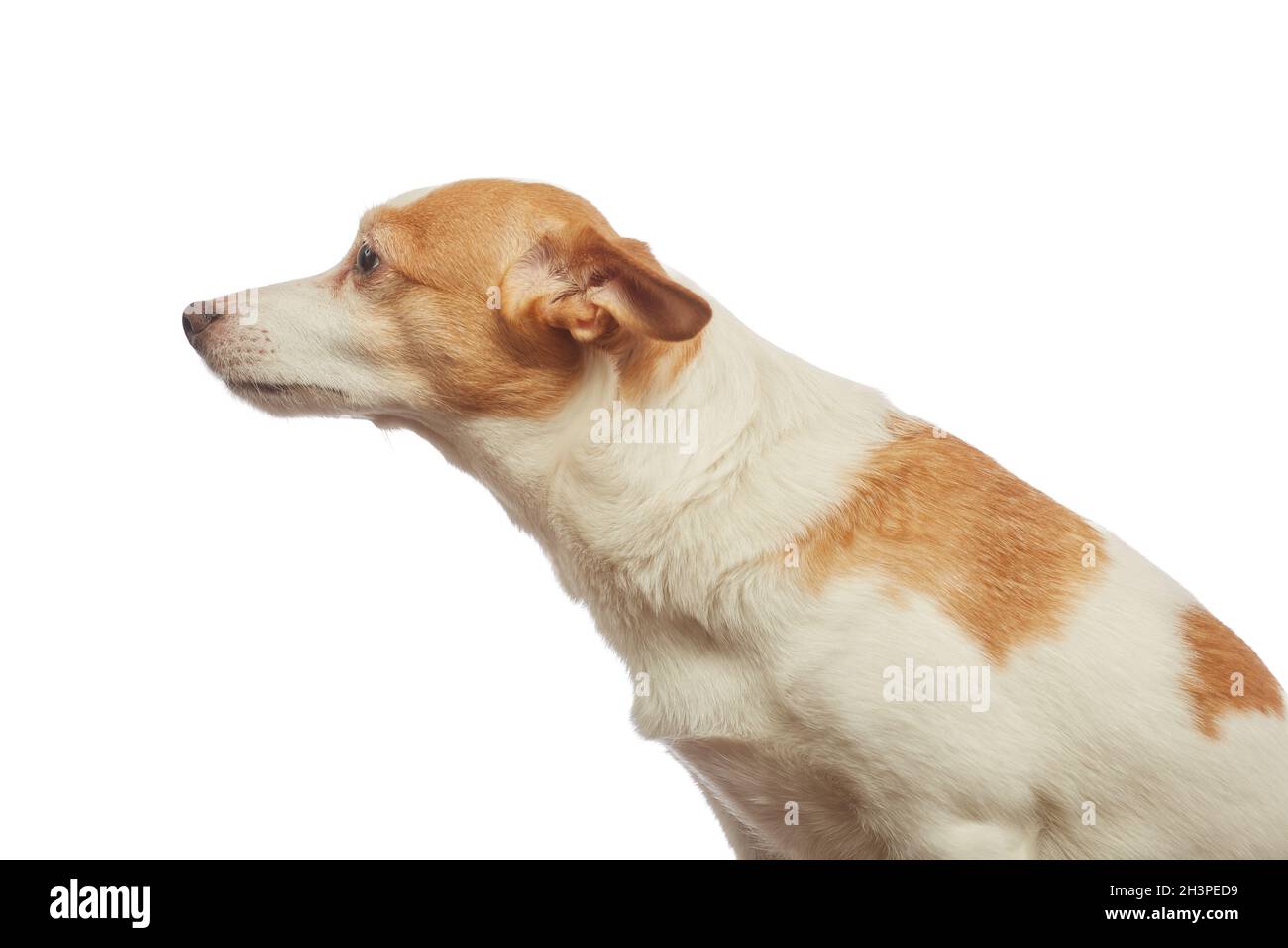 Jack russell terrier sitting profile hi-res stock photography and ...