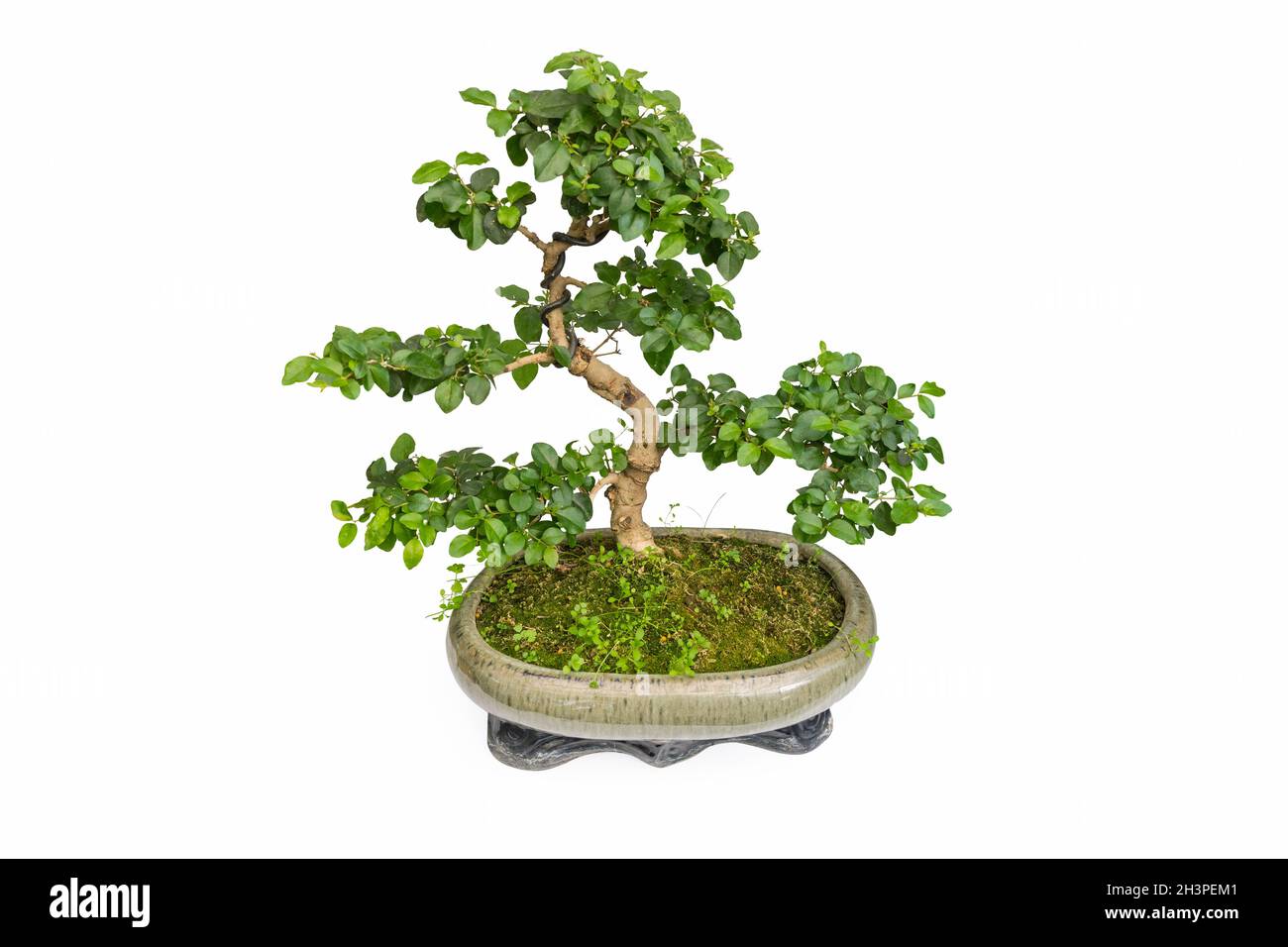 Young elm tree Cut Out Stock Images & Pictures - Alamy