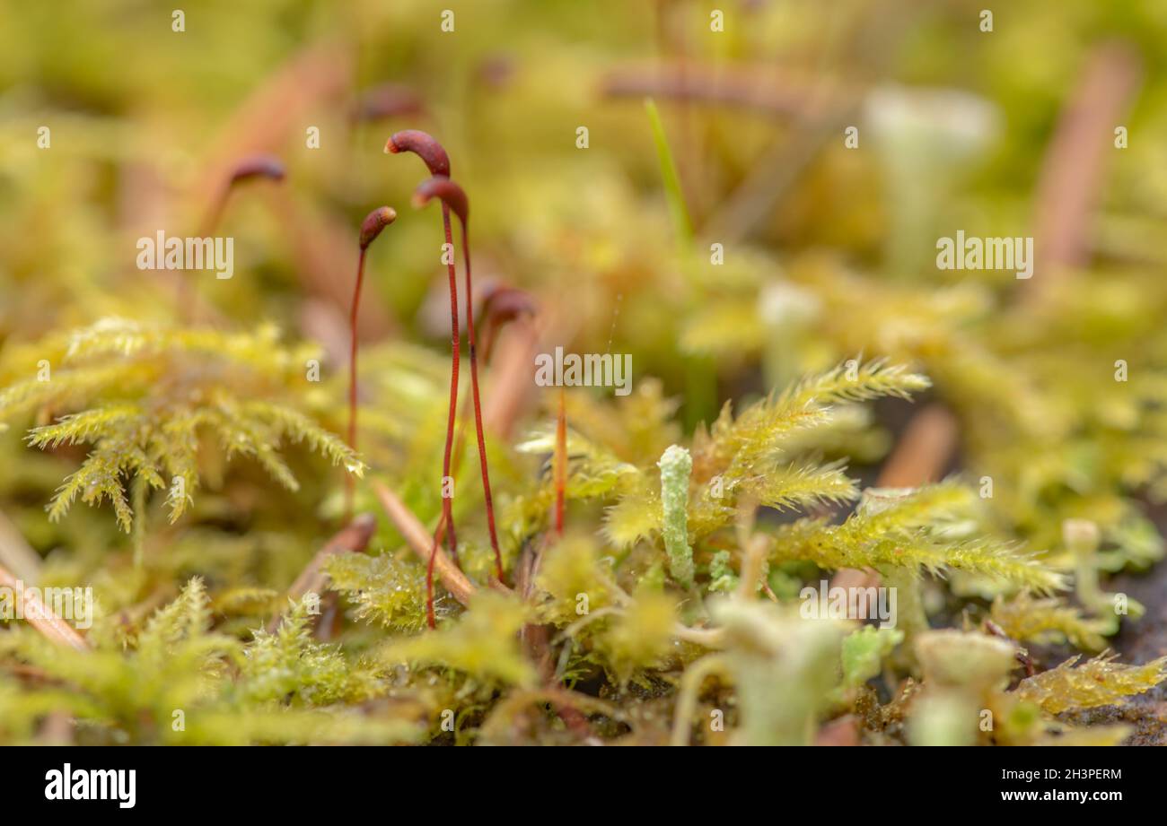 Hornwort moss hi-res stock photography and images - Alamy