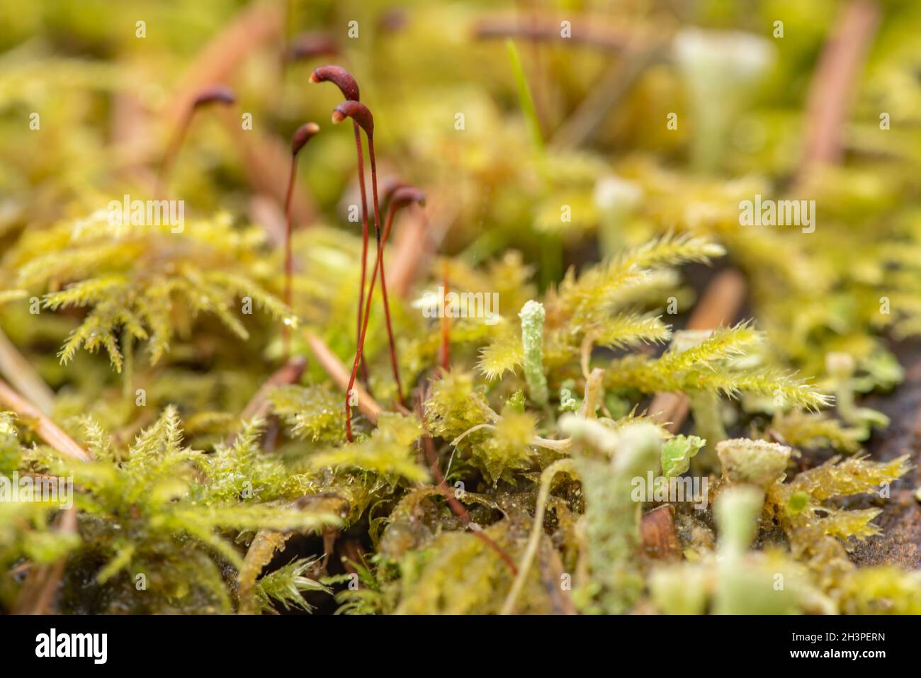 Wet mosses hi-res stock photography and images - Alamy
