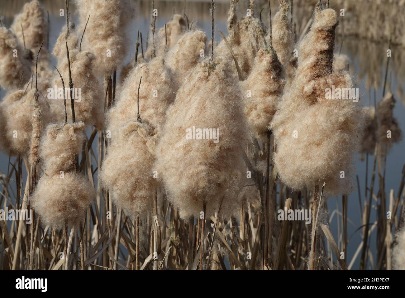 Typha latifolia, common bulrush Stock Photo - Alamy