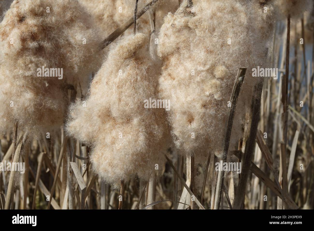 Typha latifolia, common bulrush Stock Photo - Alamy