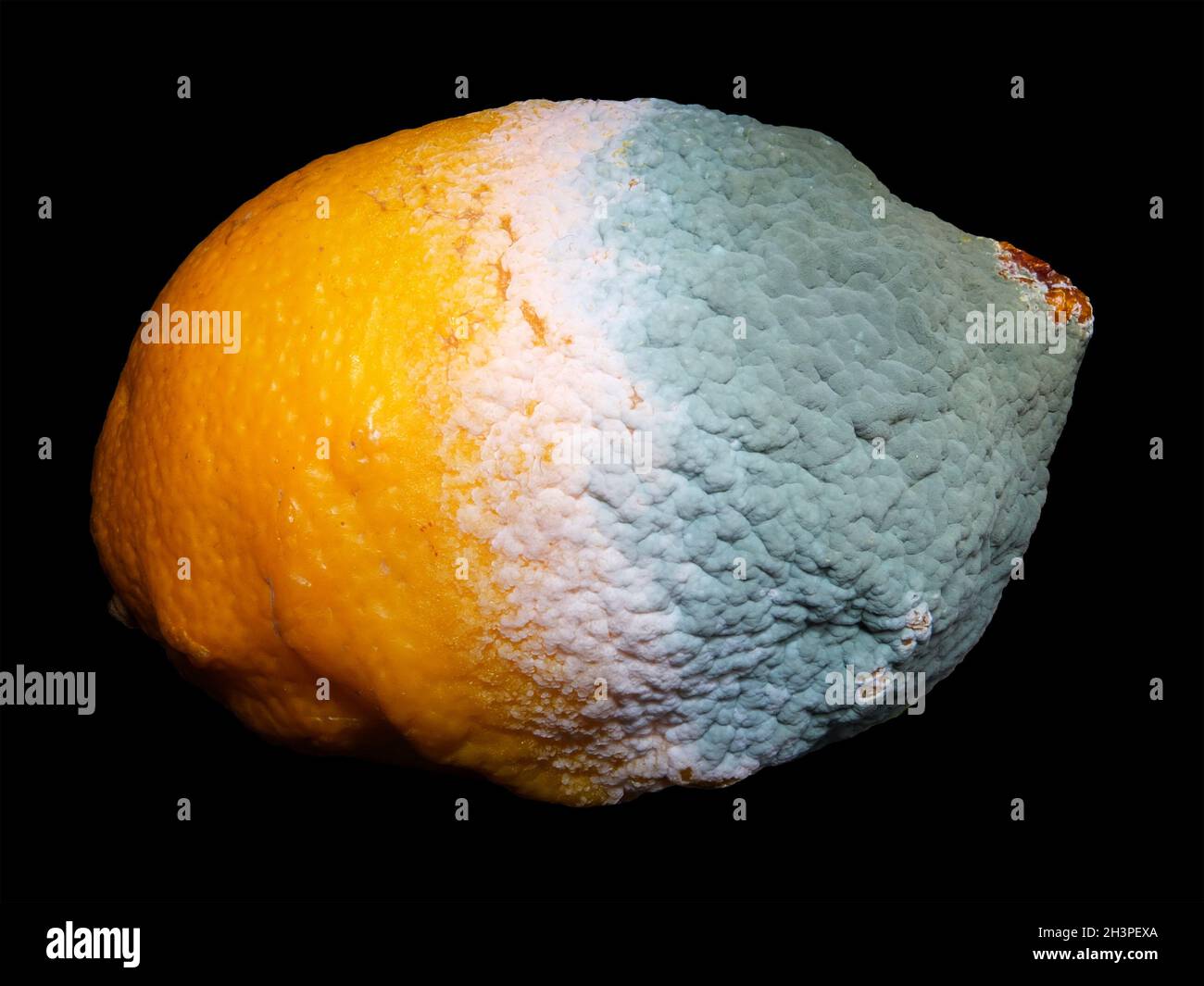 A lemon half covered in green mold on a black background Stock Photo ...