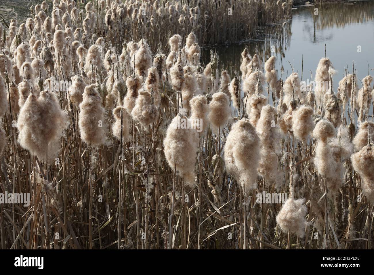 Typha latifolia, common bulrush Stock Photo - Alamy