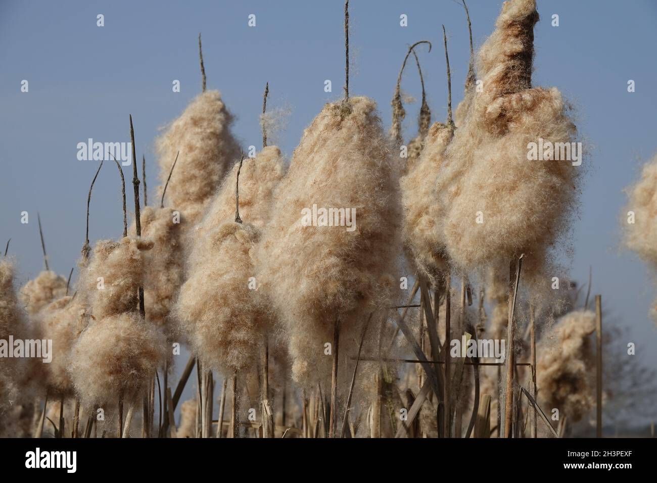 Typha latifolia, common bulrush Stock Photo - Alamy