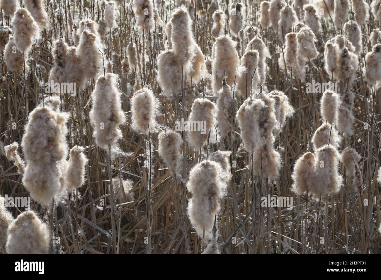 Typha latifolia, common bulrush Stock Photo - Alamy