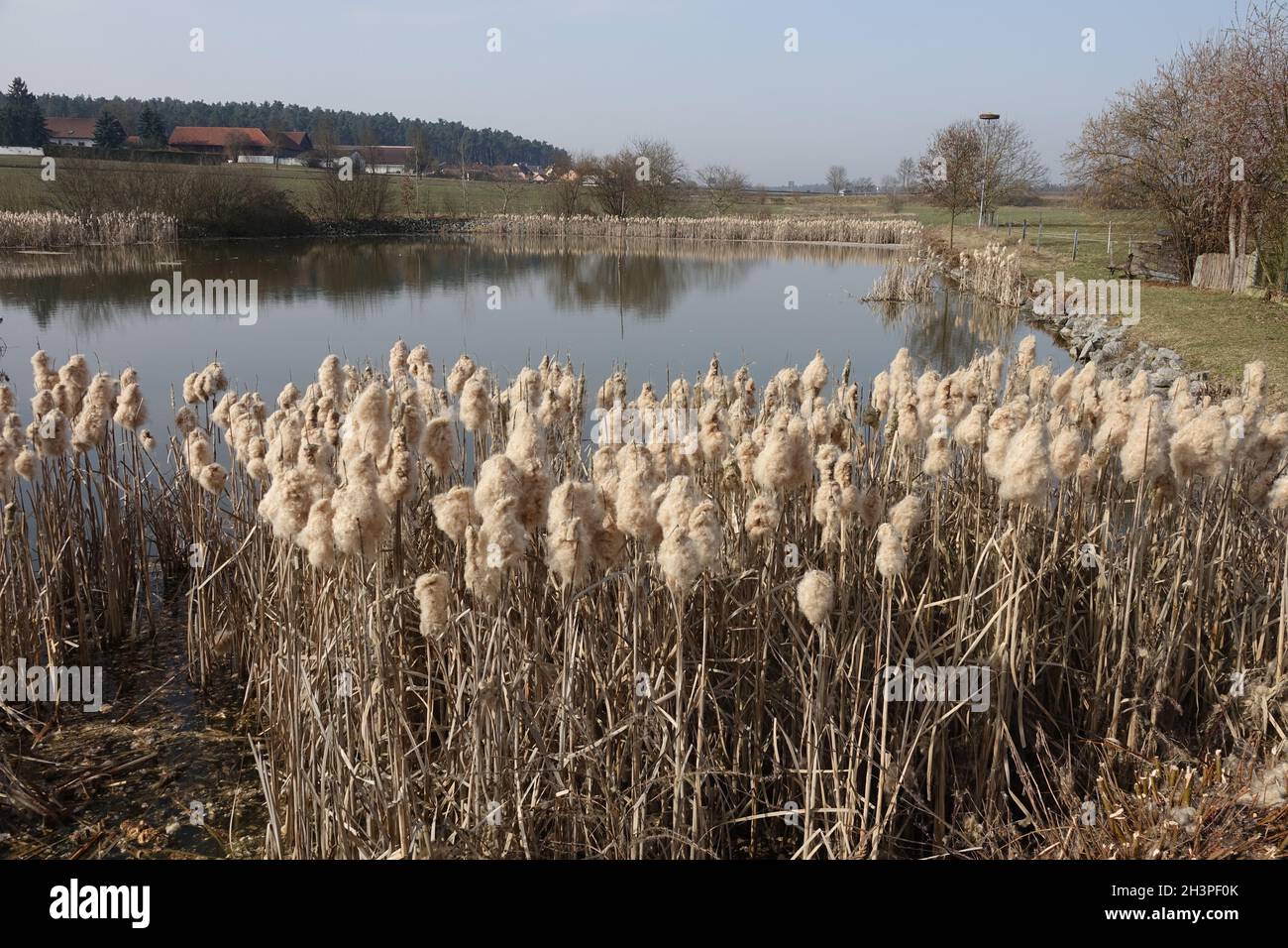 Typha latifolia, common bulrush Stock Photo - Alamy