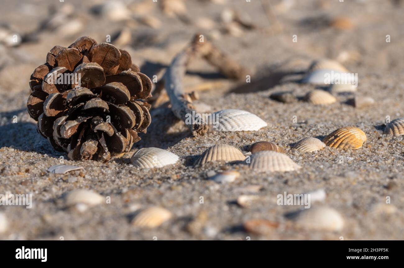 Clam fossils hi-res stock photography and images - Alamy