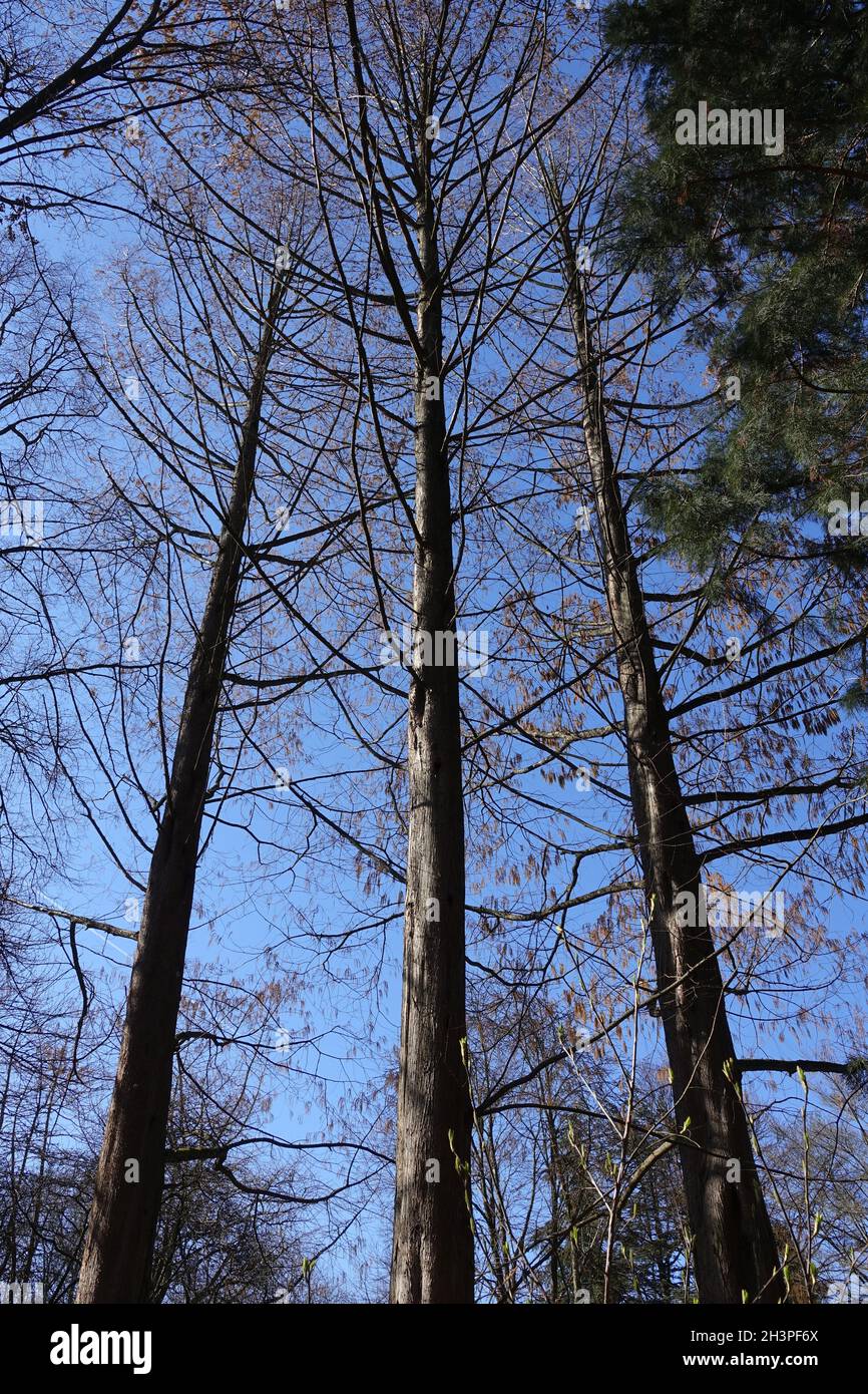Metasequoia trees hi-res stock photography and images - Alamy