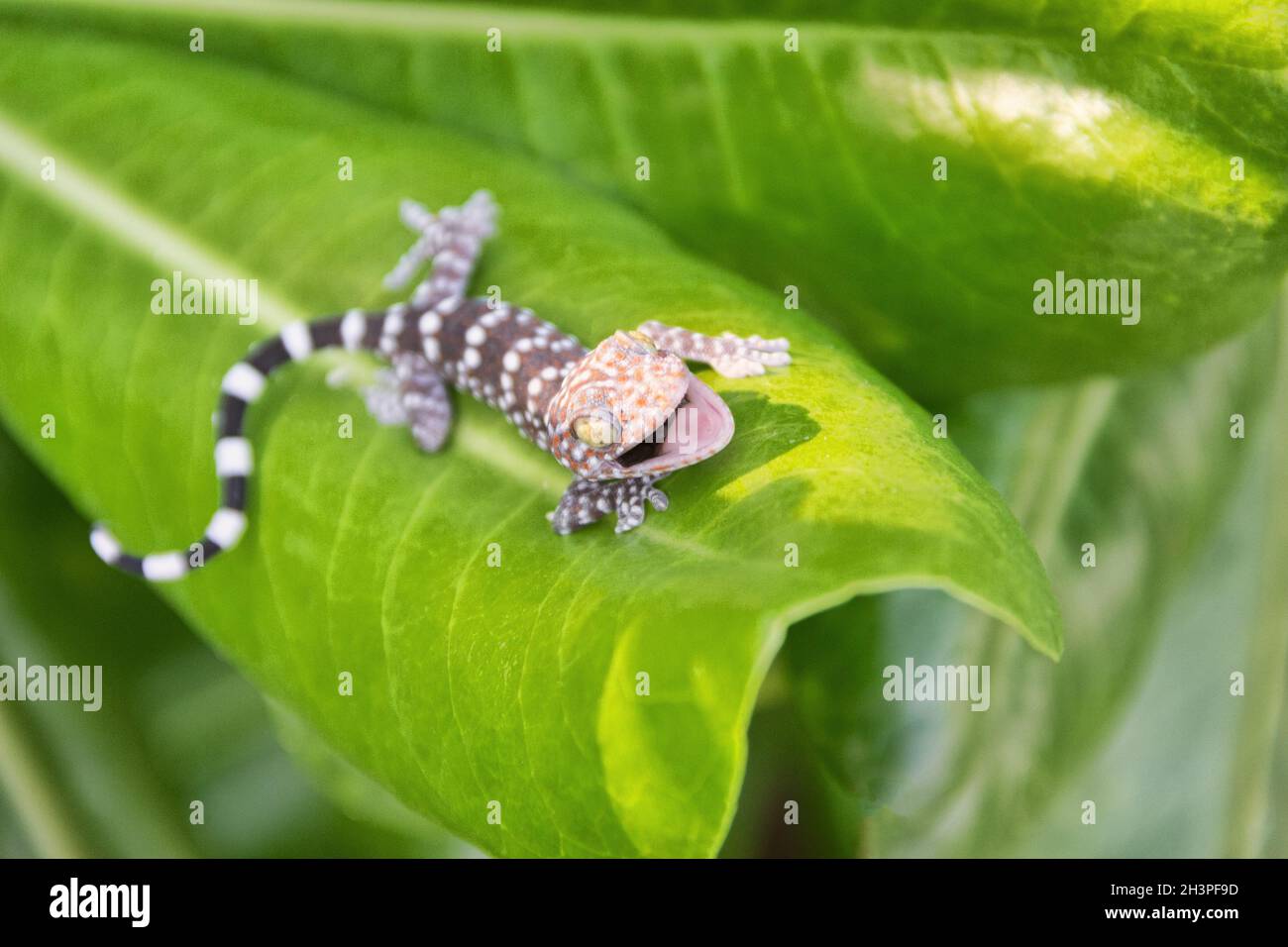 Gecko (Gekko sp,) from Thailand Stock Photo - Alamy