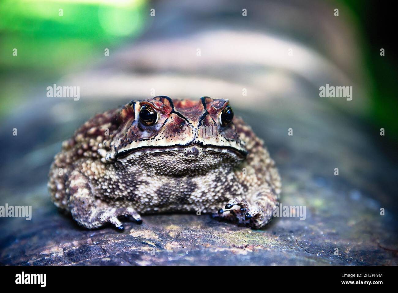 Ferguson's toad (Bufo fergusonii) in past Schneider's (dwarf) toad ...