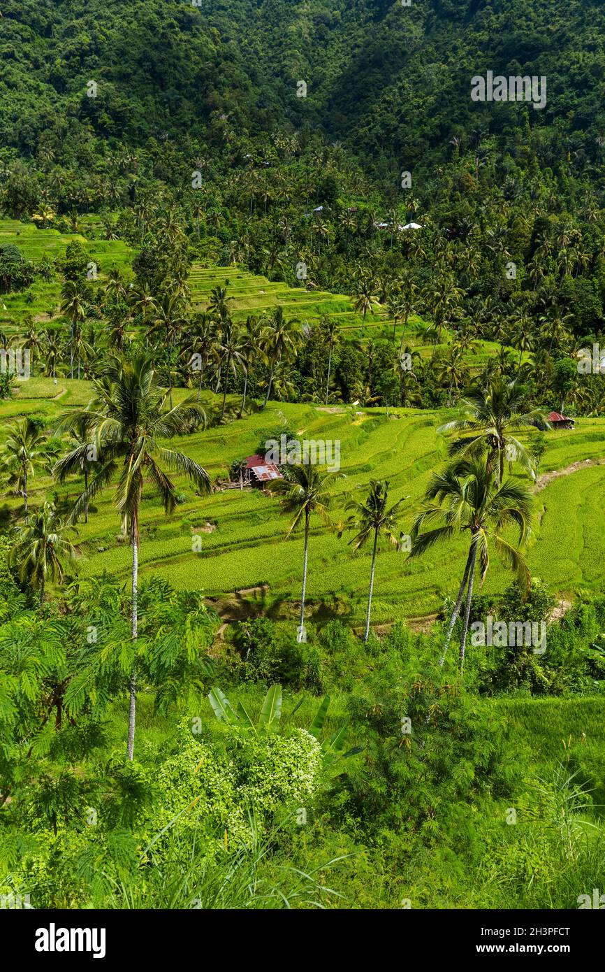 Rice fields - Bali island Indonesia Stock Photo - Alamy