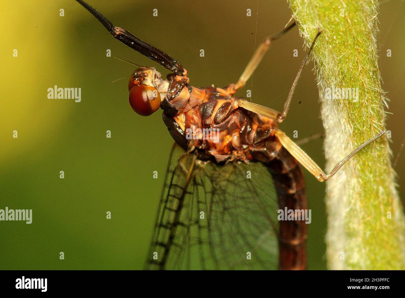 Coloburiscus humeralis hi-res stock photography and images - Alamy
