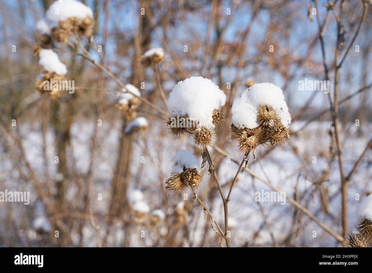 Burdock at the edge of the meadow hi-res stock photography and images ...