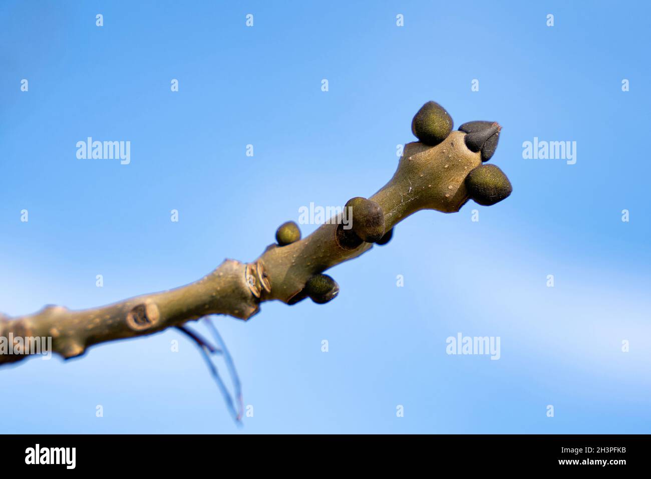 Branch and buds of a european ash (Fraxinus excelsior) in a forest in ...