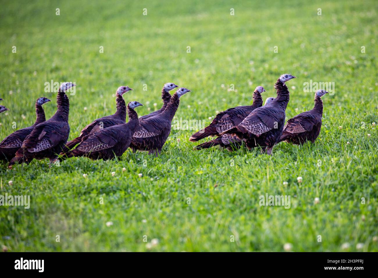 Flock of Wisconsin wild turkeys (meleagris gallopavo) in October ...