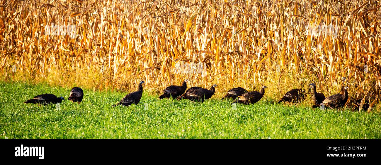 Flock of Wisconsin wild turkeys (meleagris gallopavo) next to a ...
