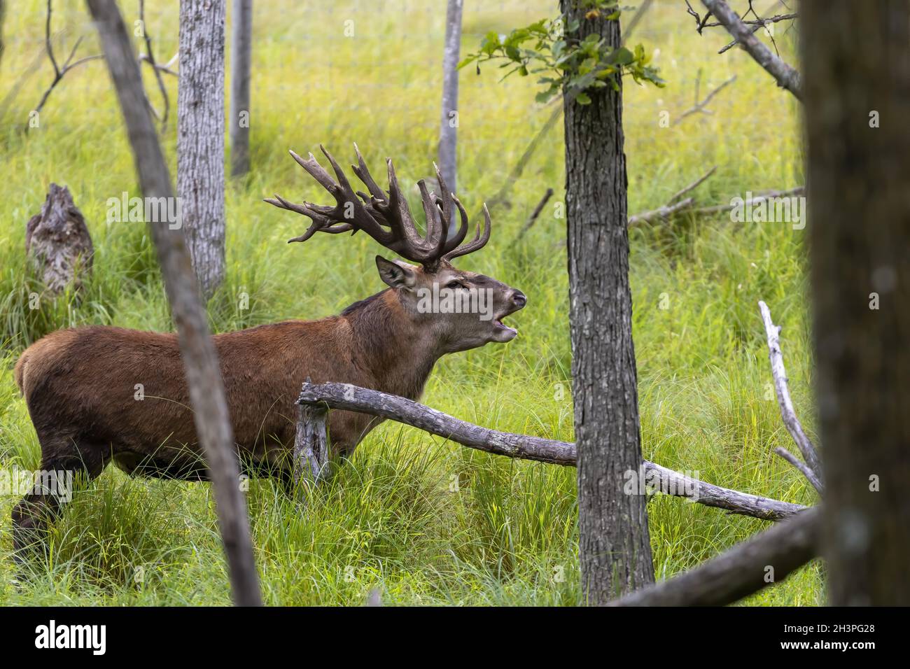 Red deer european deer hi-res stock photography and images - Alamy