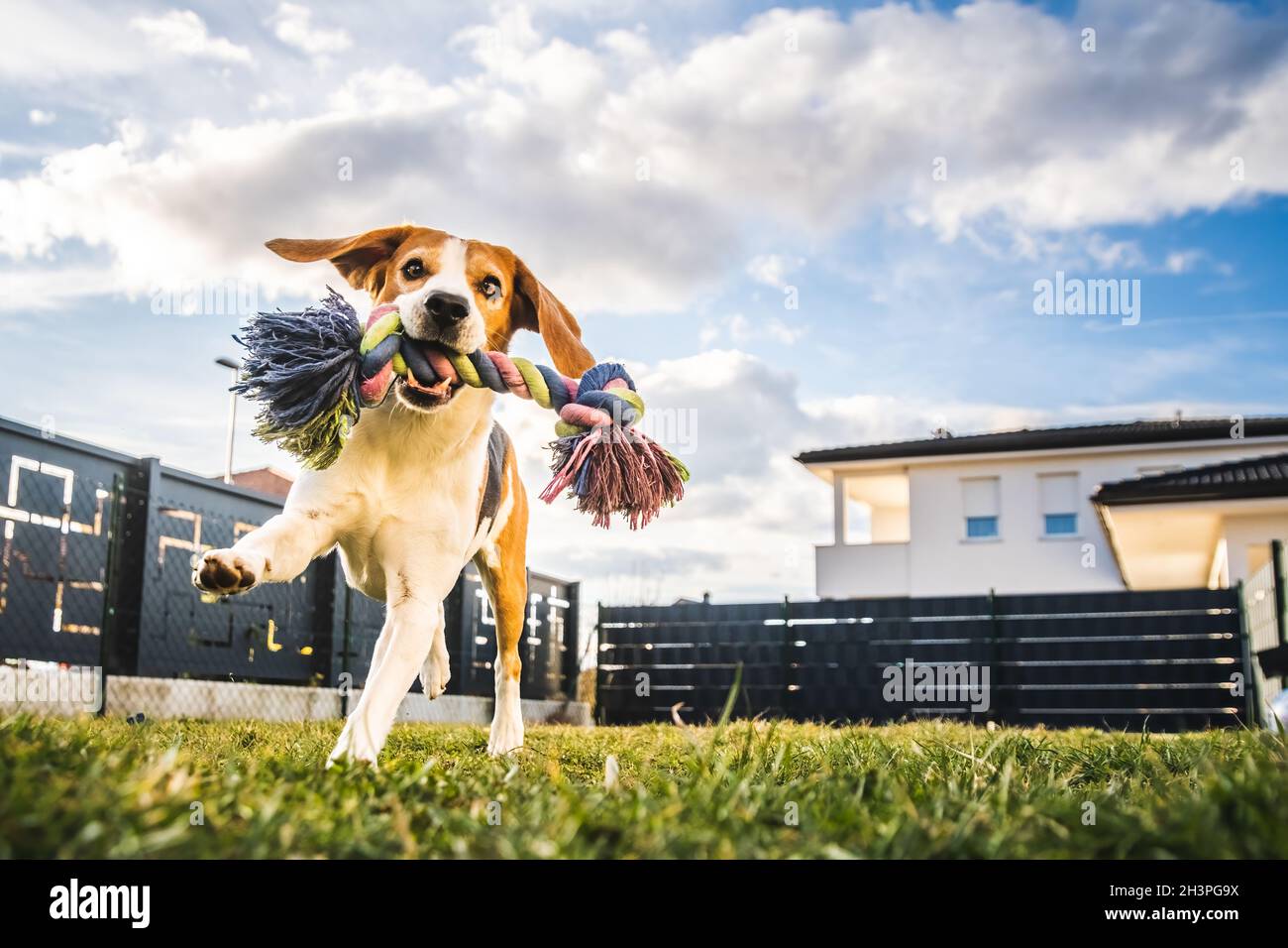 Dog run, beagle jumping fun in the garden summer sun with a toy ...