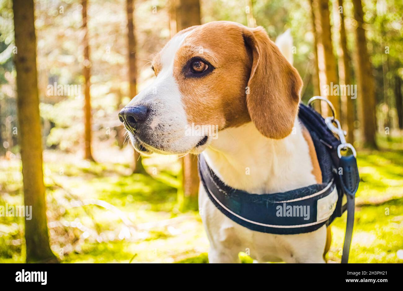 Beagle tracking hi-res stock photography and images - Alamy