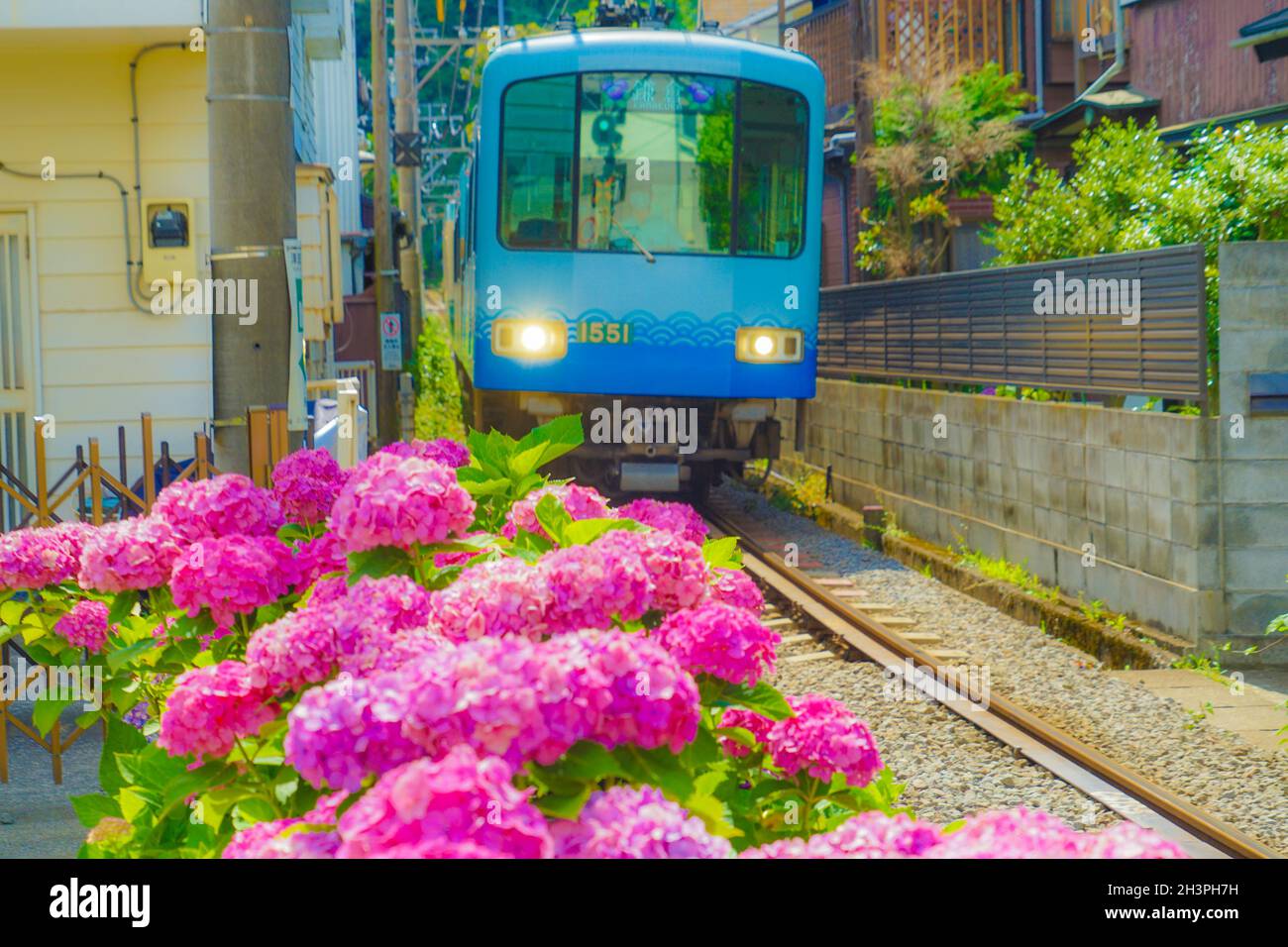 Hydrangea and Enoshima Electric Railway Stock Photo - Alamy