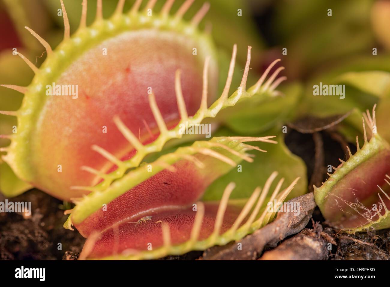 Venus fly trap Stock Photo - Alamy