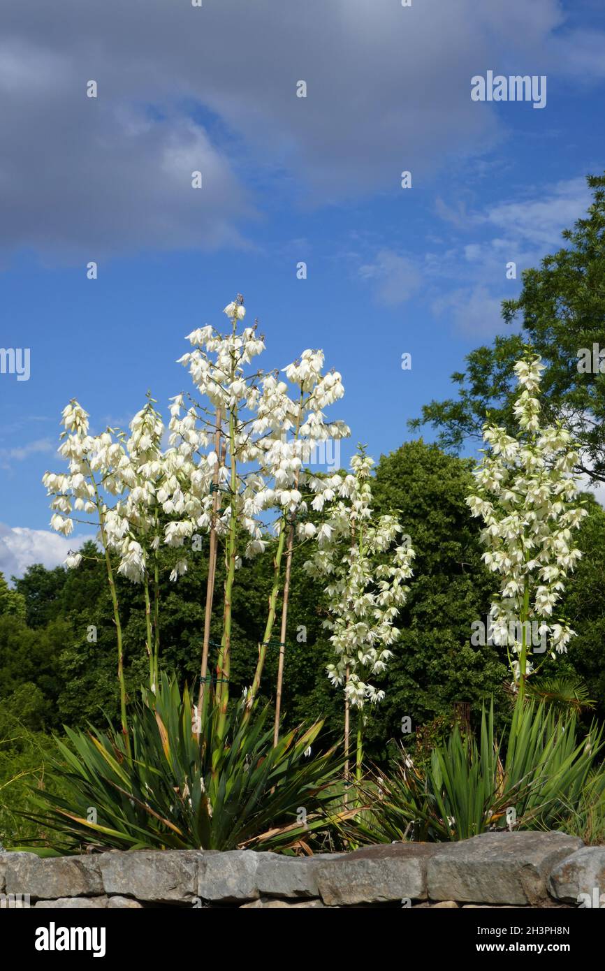 Yucca family hi-res stock photography and images - Alamy