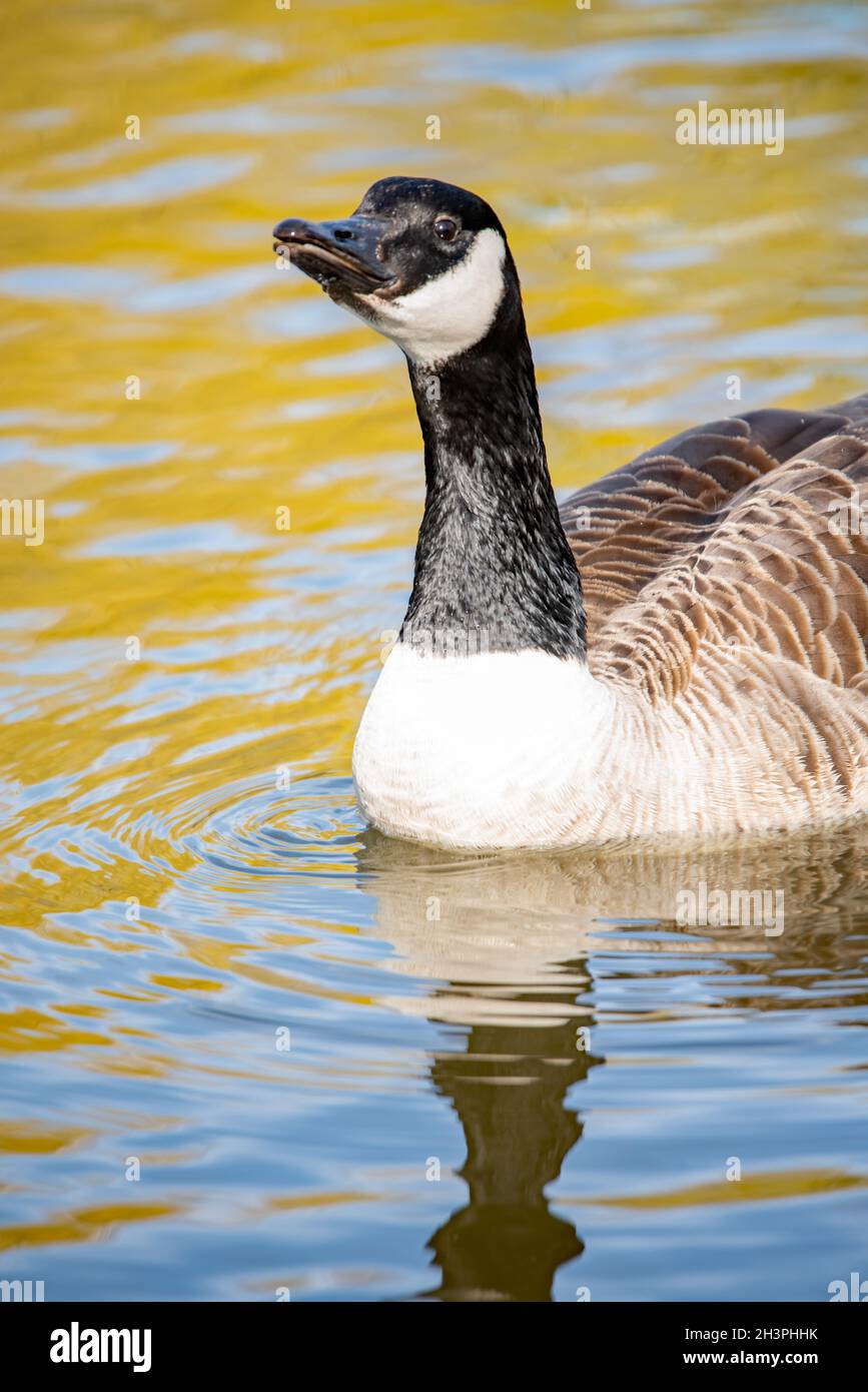 Goose shape hi-res stock photography and images - Alamy