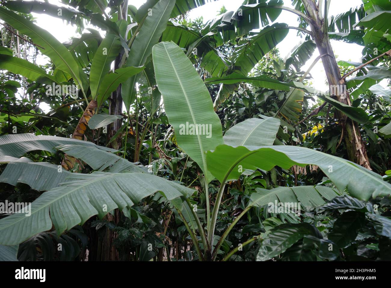 Tropical green plants with big leaves as a closeup Stock Photo - Alamy