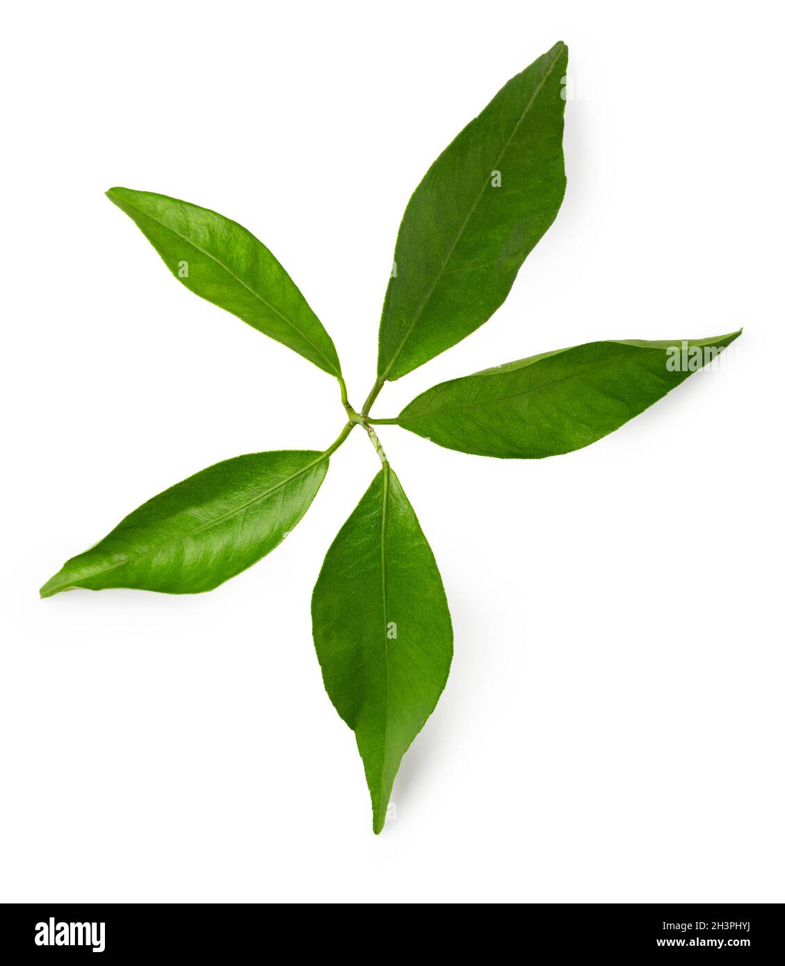 Mandarin leaf isolated on a white background Stock Photo - Alamy