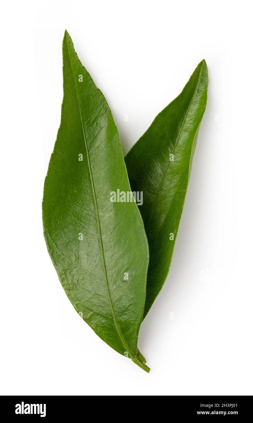 Mandarin leaf isolated on a white background Stock Photo - Alamy