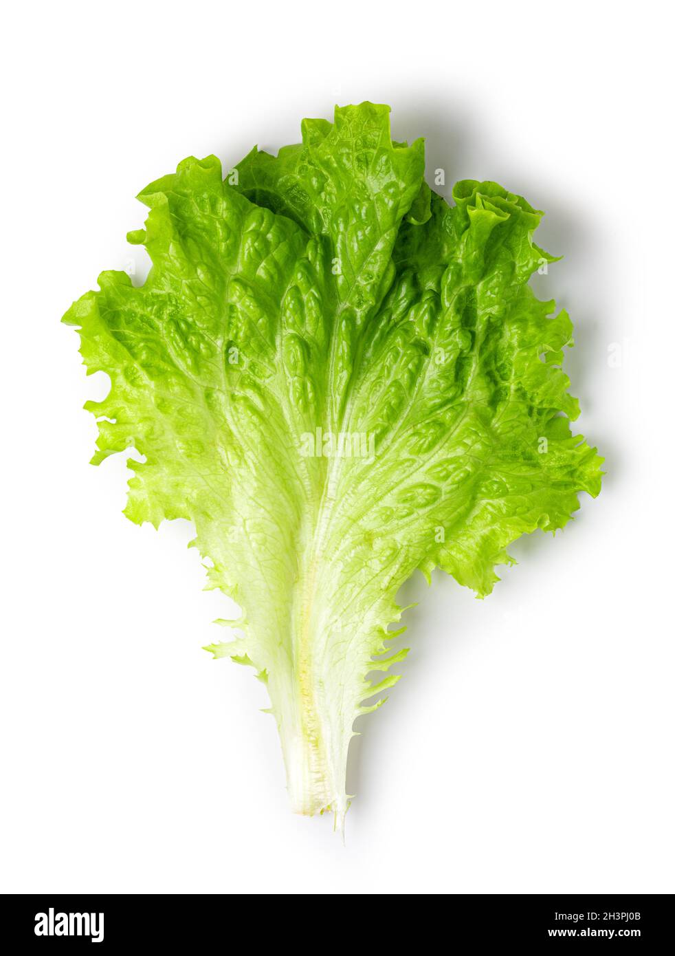 Lettuce leaves on white background hi-res stock photography and images ...