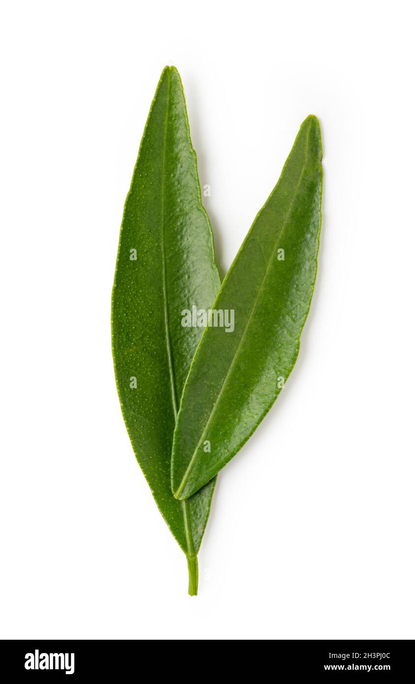 Mandarin leaf isolated on a white background Stock Photo - Alamy