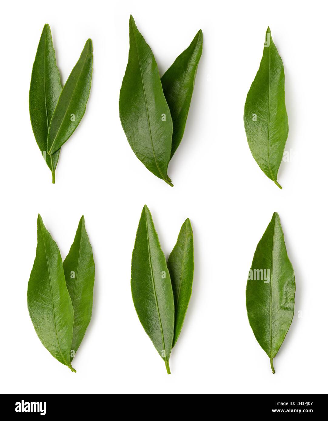 Mandarin leaf isolated on a white background Stock Photo - Alamy