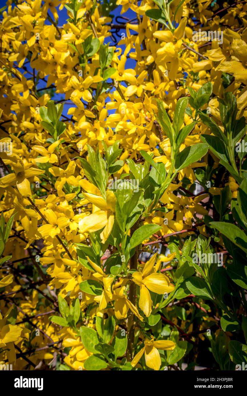 Spring yellow Forsythia europaea blossom Stock Photo - Alamy