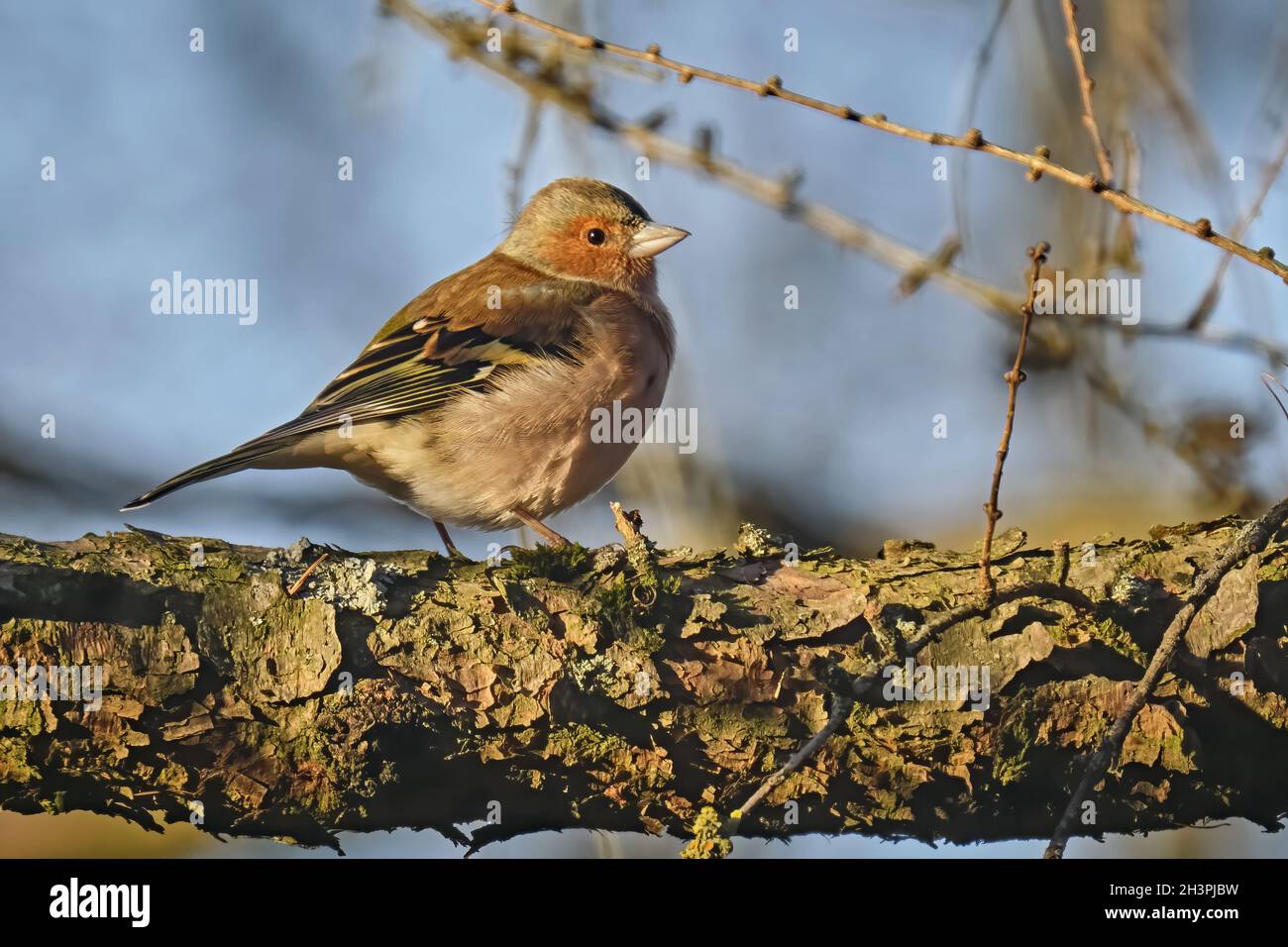 Chaffinch ( Fringilla coelebs Stock Photo - Alamy