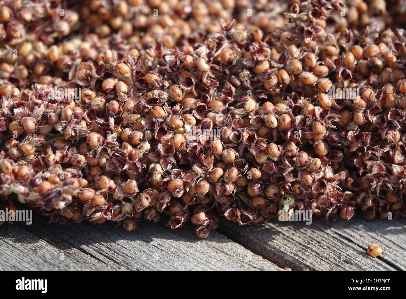 Sorghum bicolor, great millet Stock Photo - Alamy