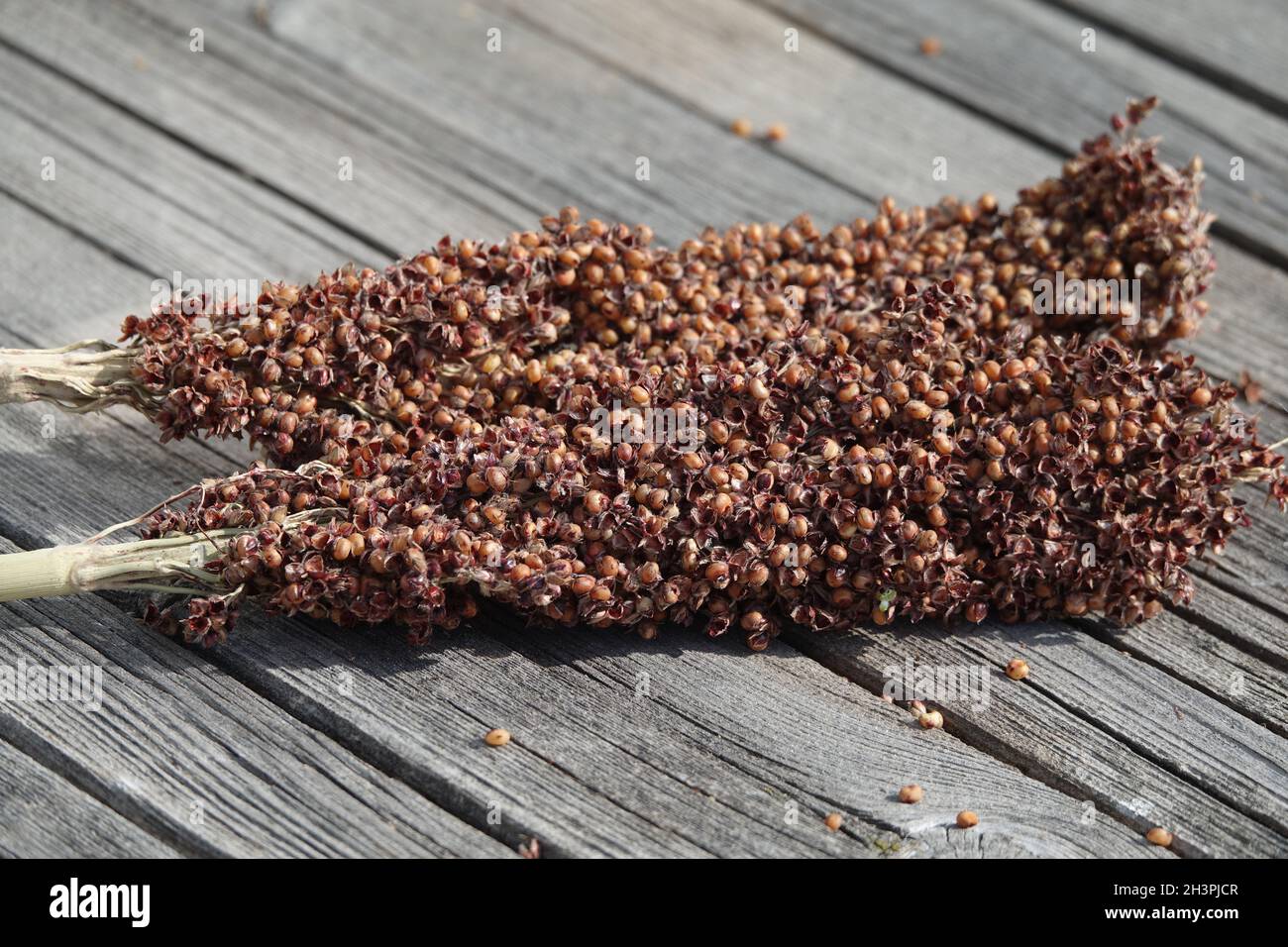 Sorghum bicolor, great millet Stock Photo - Alamy