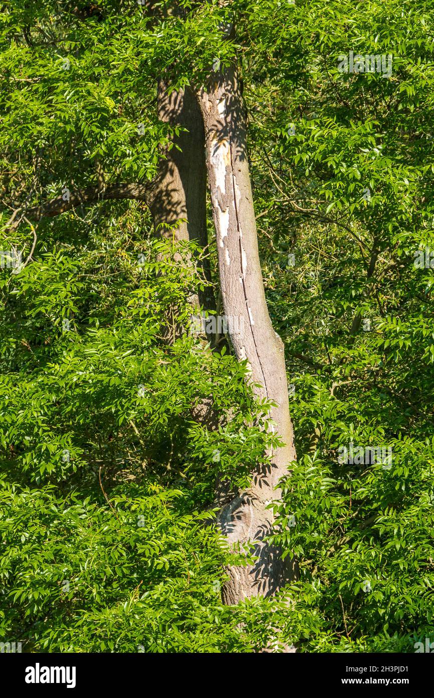 Danger of accident Tree burst log Stock Photo - Alamy