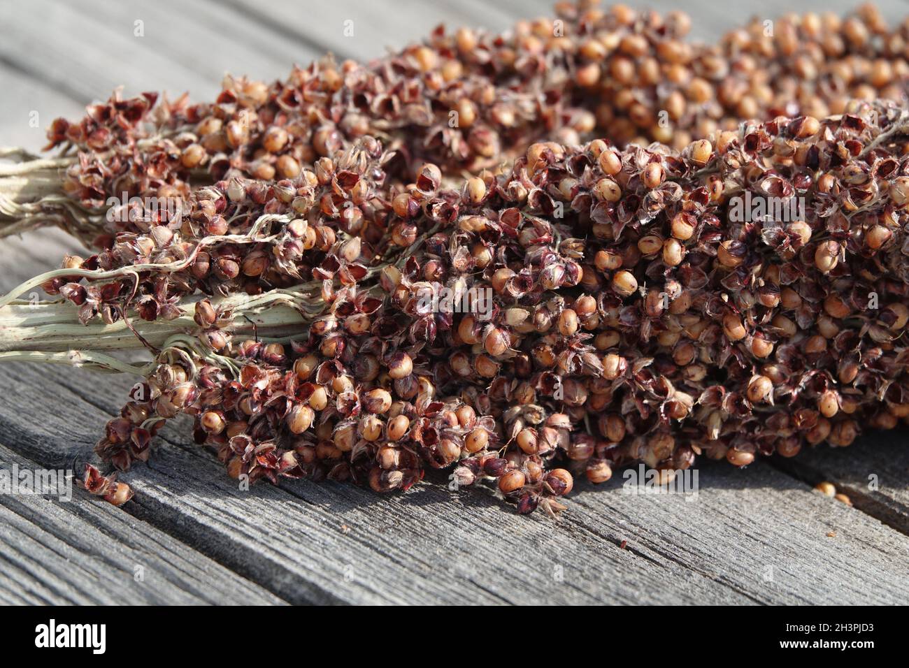 Sorghum bicolor, great millet Stock Photo - Alamy